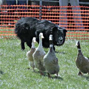 Gallery | Rising Sun Farm