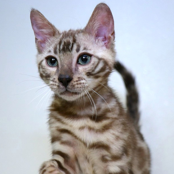 lester_face | Rising Sun Farm