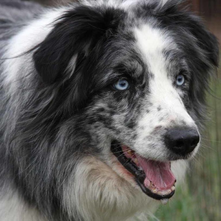 Border Collie Reference Sires | Rising Sun Farm