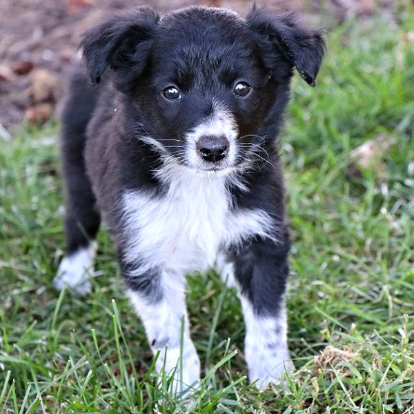 princess_pea | Rising Sun Farm