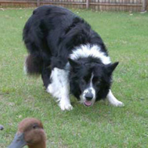 Border Collie Reference Sires | Rising Sun Farm