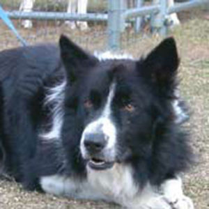 Border Collie Reference Sires | Rising Sun Farm