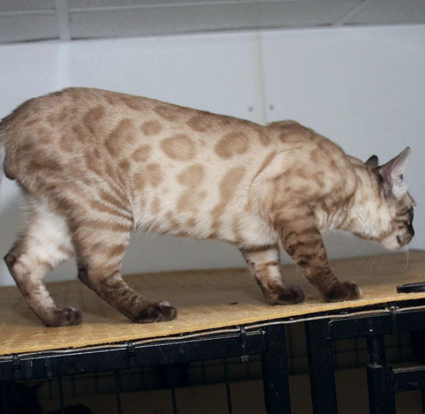 sheldon_standing_right | Rising Sun Farm