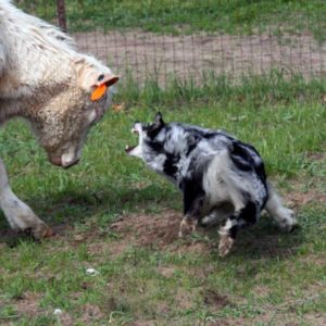 Gallery | Rising Sun Farm