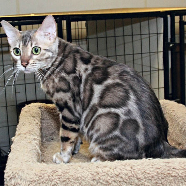 Bengal Cats Queens | Rising Sun Farm