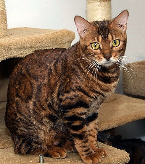 Bengal Cats Queens | Rising Sun Farm