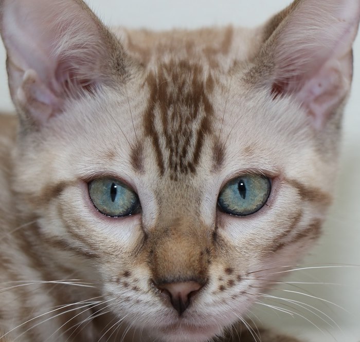 Bengal Kittens For Sale – Rising Sun Farm