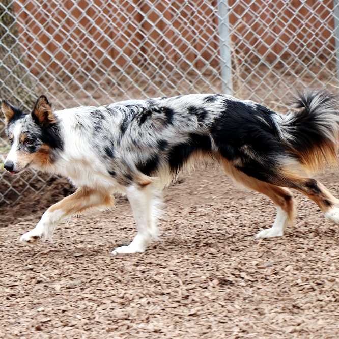Border Collie Sires | Rising Sun Farm