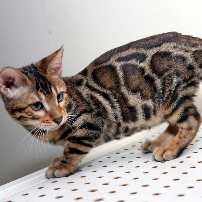 Bengal Kittens For Sale – Rising Sun Farm