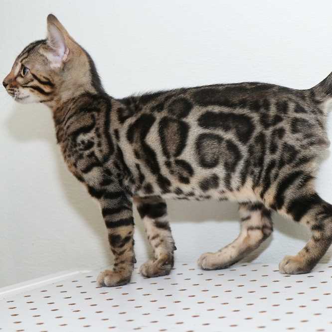 Bengal Kittens For Sale – Rising Sun Farm