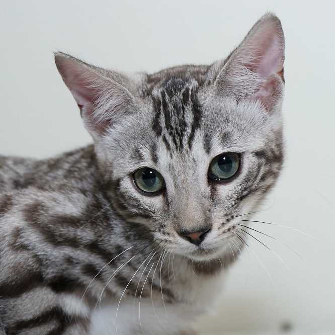 Bengal Kittens For Sale – Rising Sun Farm