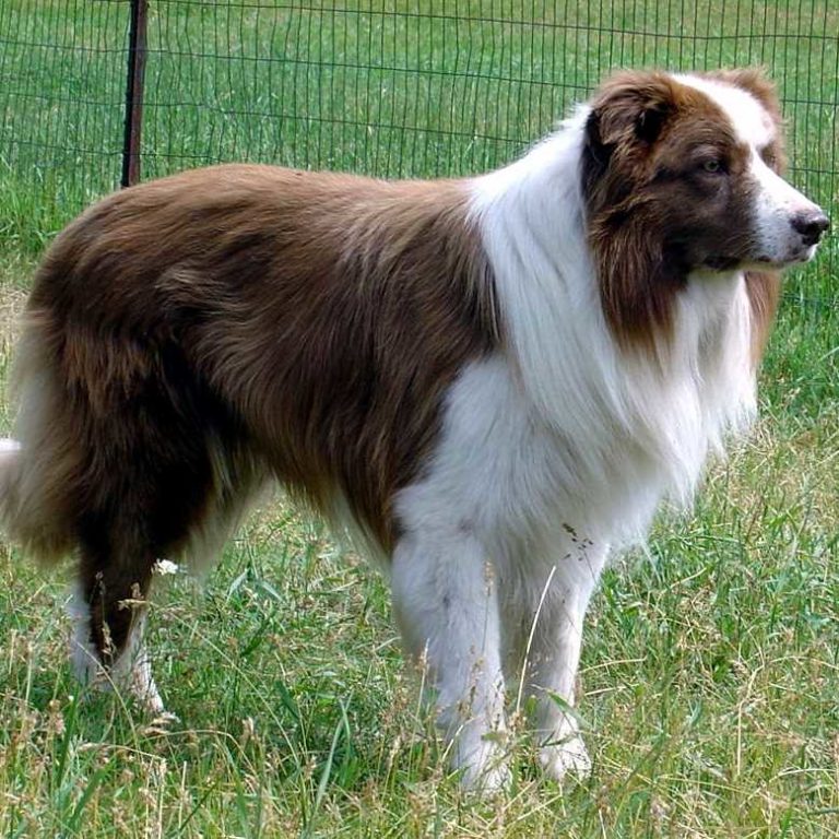 Border Collie Reference Sires | Rising Sun Farm