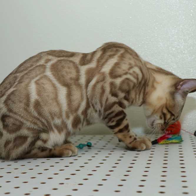 Breeders of Bengal Cats | Kitten for Sales | Rising Sun Farm