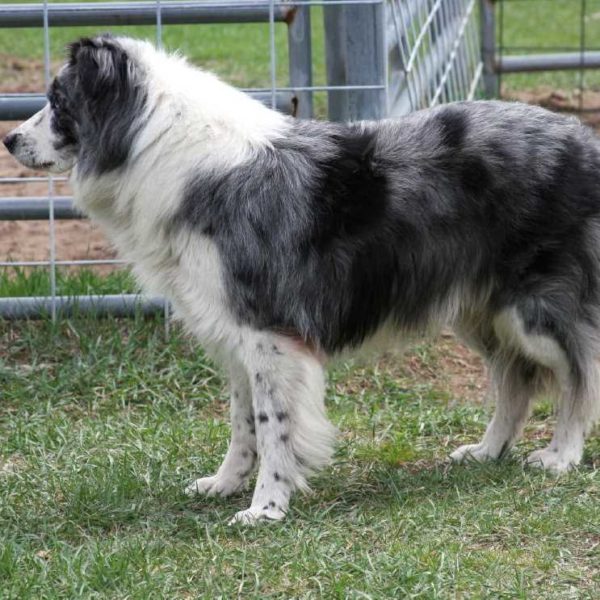 Border Collie Reference Sires | Rising Sun Farm