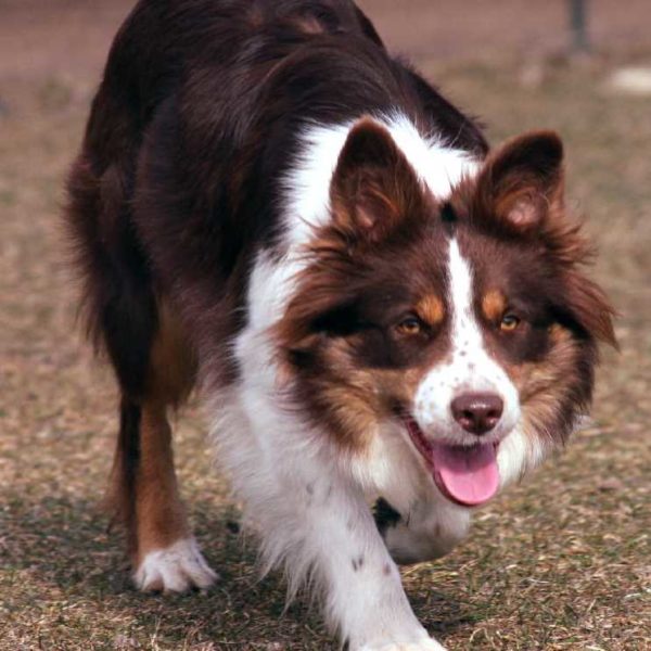 Border Collie Reference Dams | Rising Sun Farm