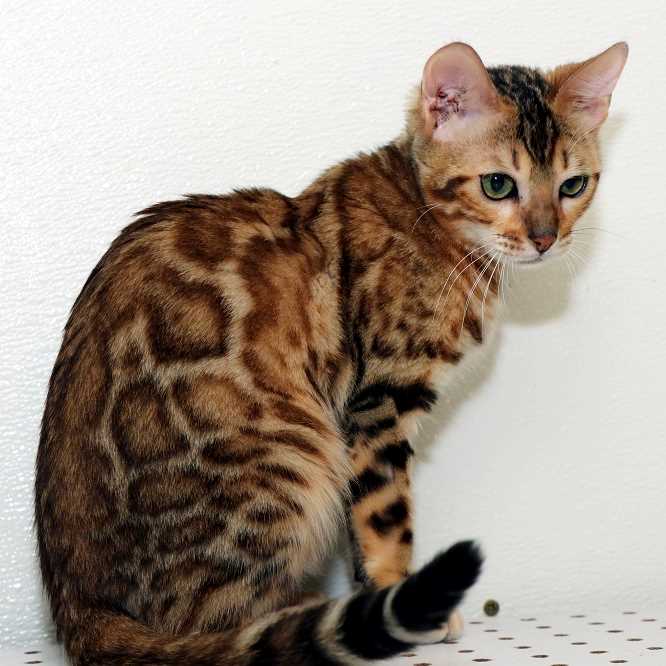 Breeders of Bengal Cats | Kitten for Sales | Rising Sun Farm