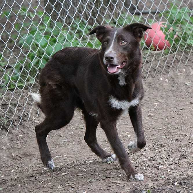 Border Collie Sires | Rising Sun Farm