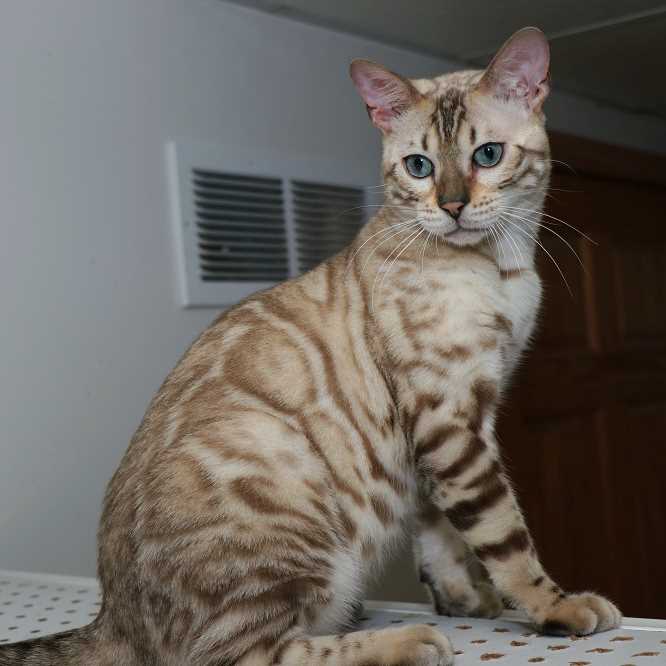 Breeders of Bengal Cats | Kitten for Sales | Rising Sun Farm