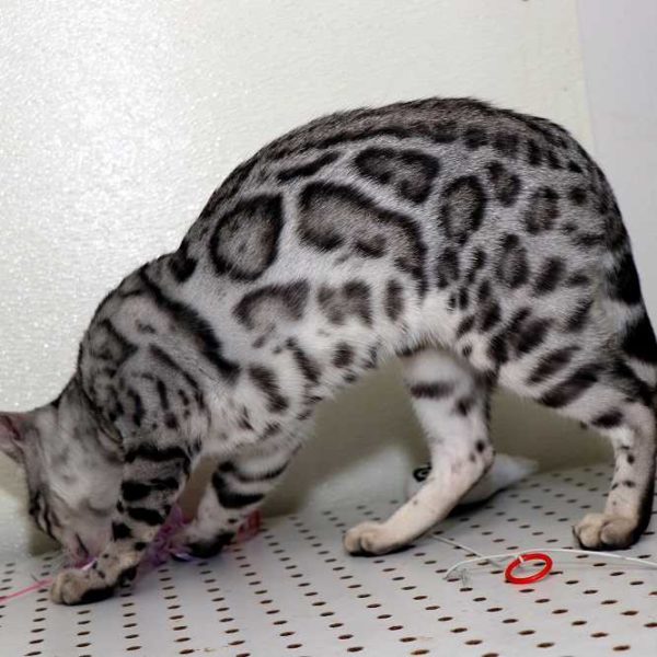 Bengal Cats Queens | Rising Sun Farm