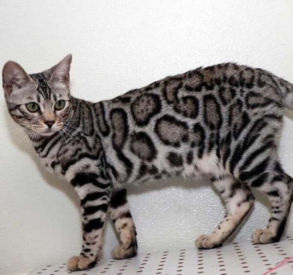Bengal Cats Queens | Rising Sun Farm