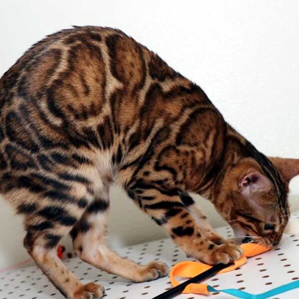 Bengal Cats Queens | Rising Sun Farm