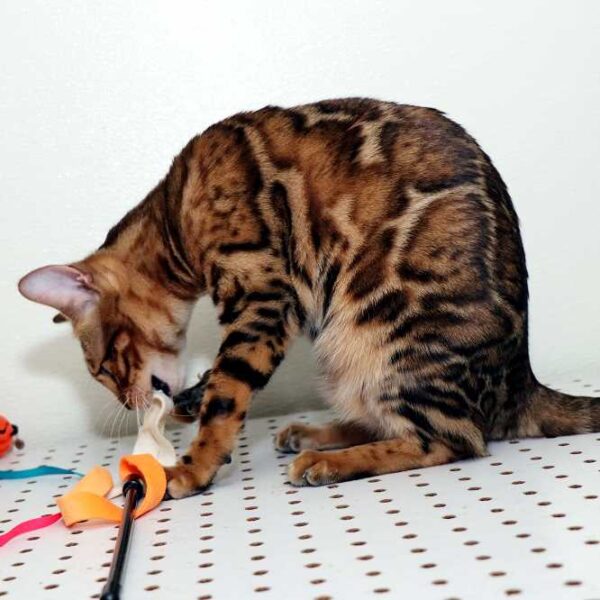 Bengal Cats Queens | Rising Sun Farm