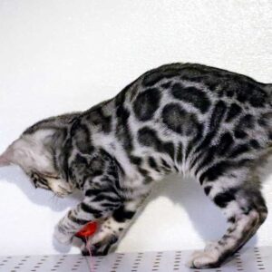 Breeders of Bengal Cats | Kitten for Sales | Rising Sun Farm