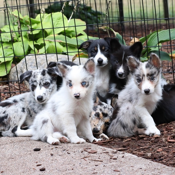 Blue Merle Border Collie Puppy