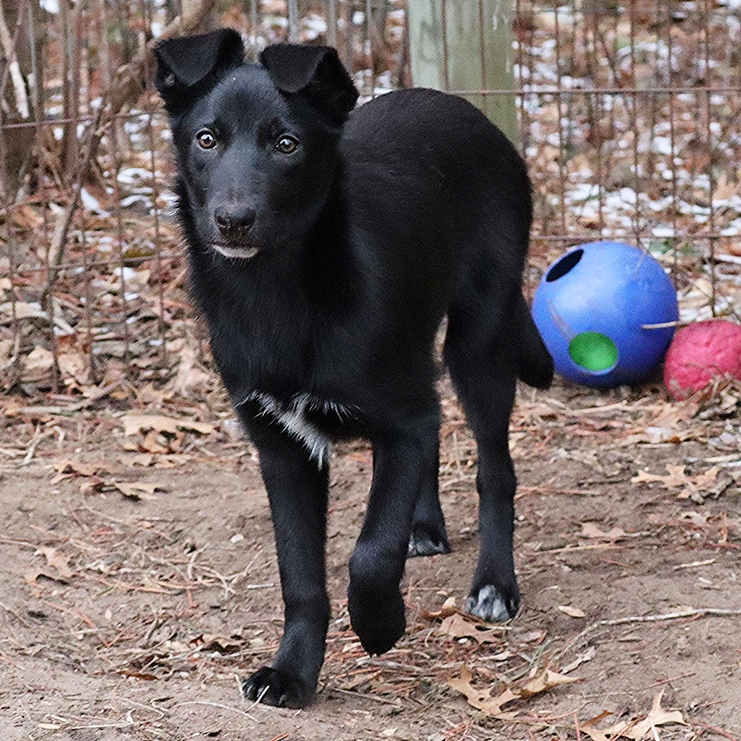 Border Collie Puppies for Sale | Rising Sun Farm