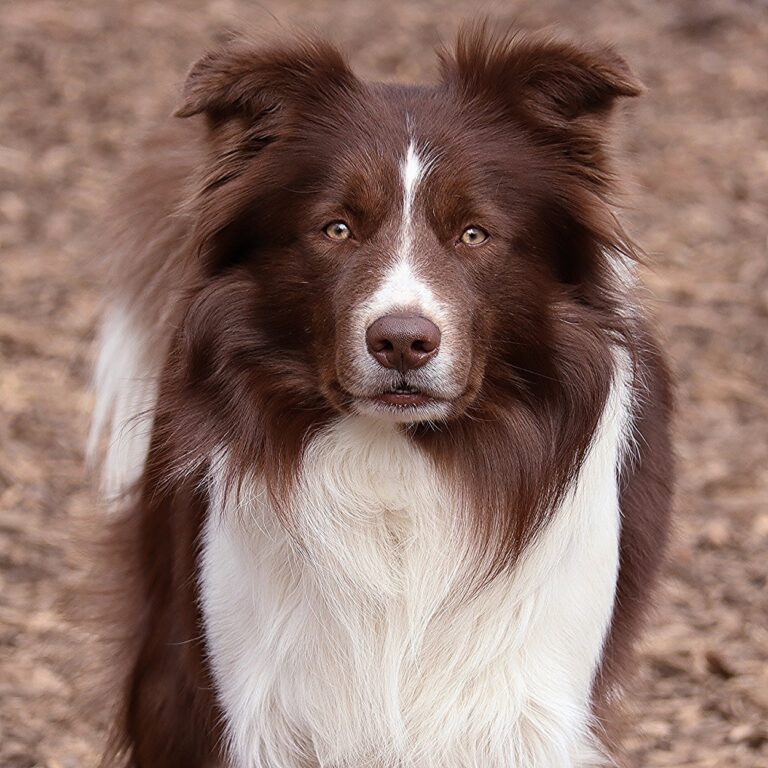 Border Collie Sires | Rising Sun Farm
