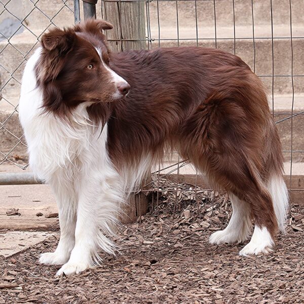 Border Collie Sires | Rising Sun Farm