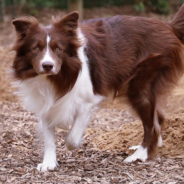 Border Collie Sires | Rising Sun Farm