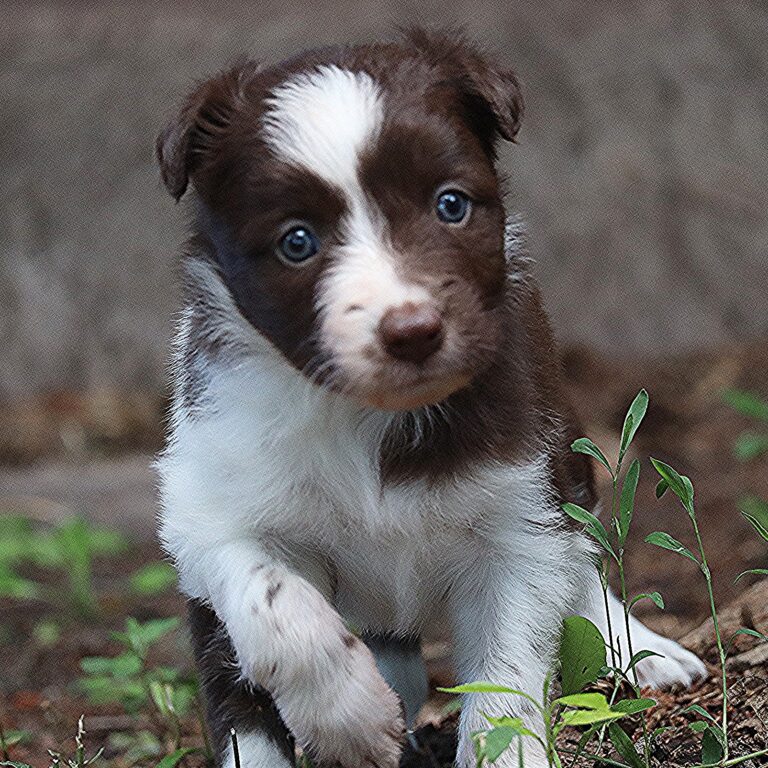 Border Collie Puppies for Sale | Rising Sun Farm