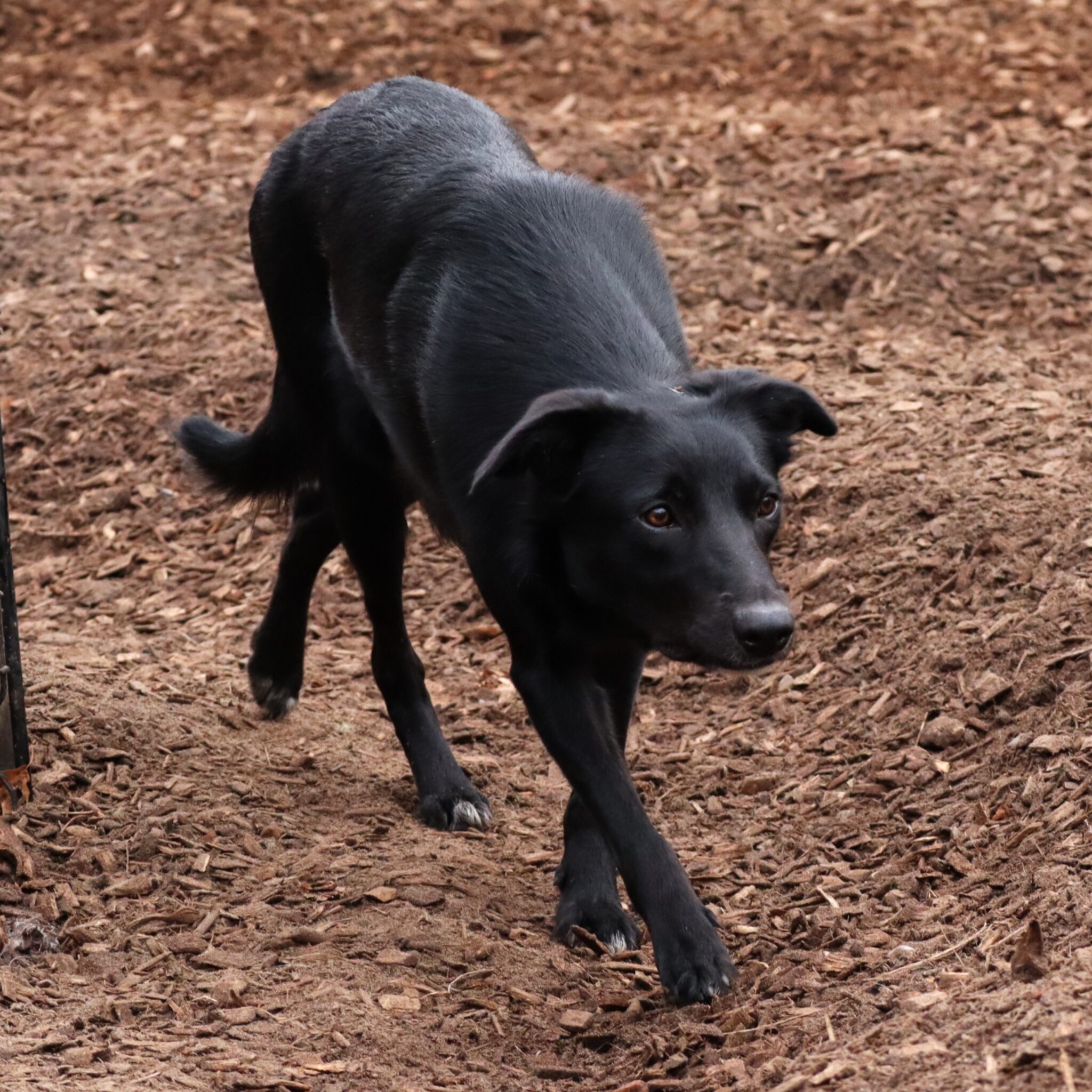 Border Collie Puppies for Sale | Rising Sun Farm