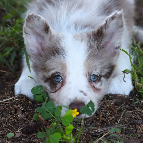 Border Collie Puppies for Sale | Rising Sun Farm